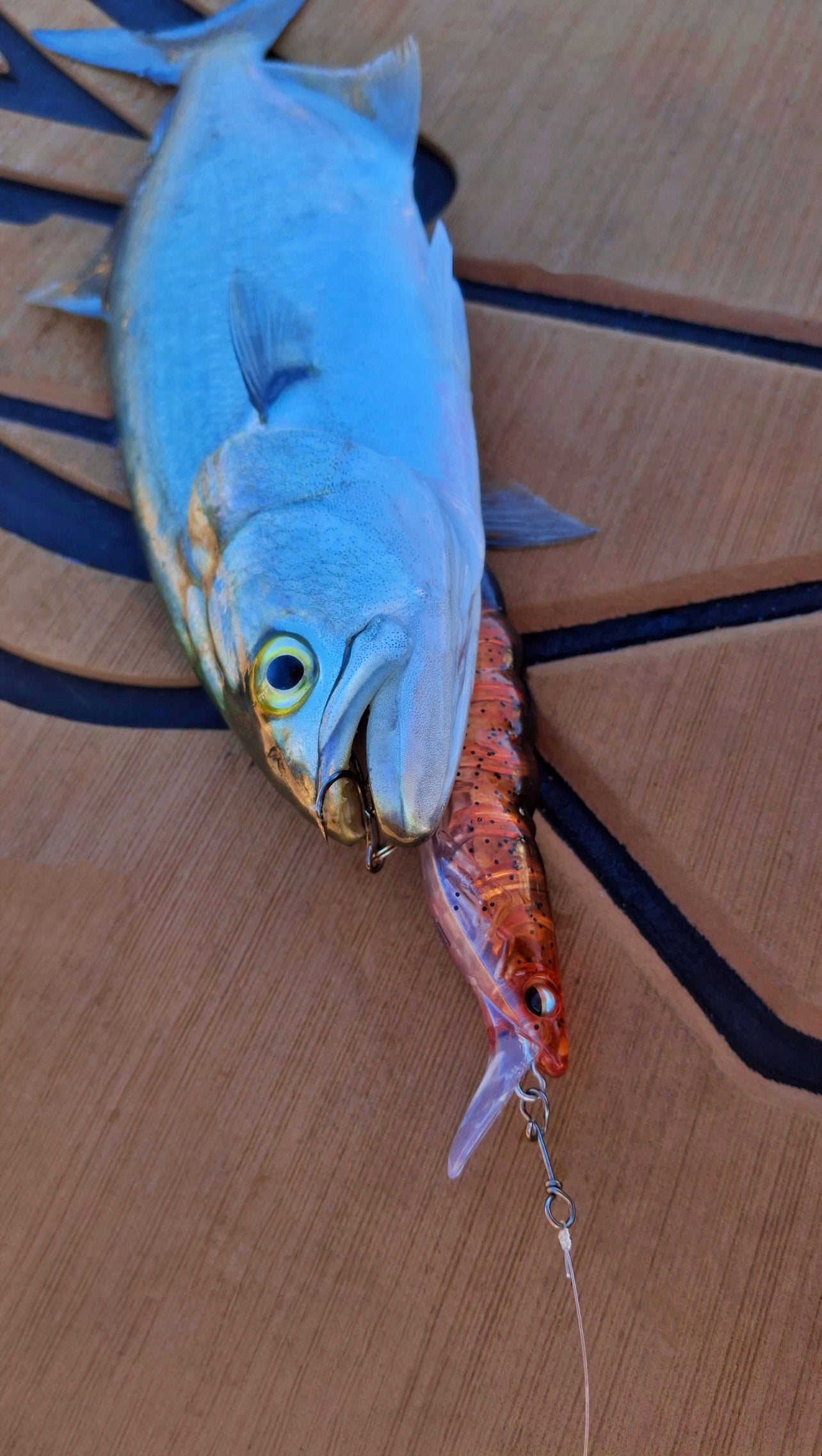 PRAWN SERIES – AUSSIELURES.COM